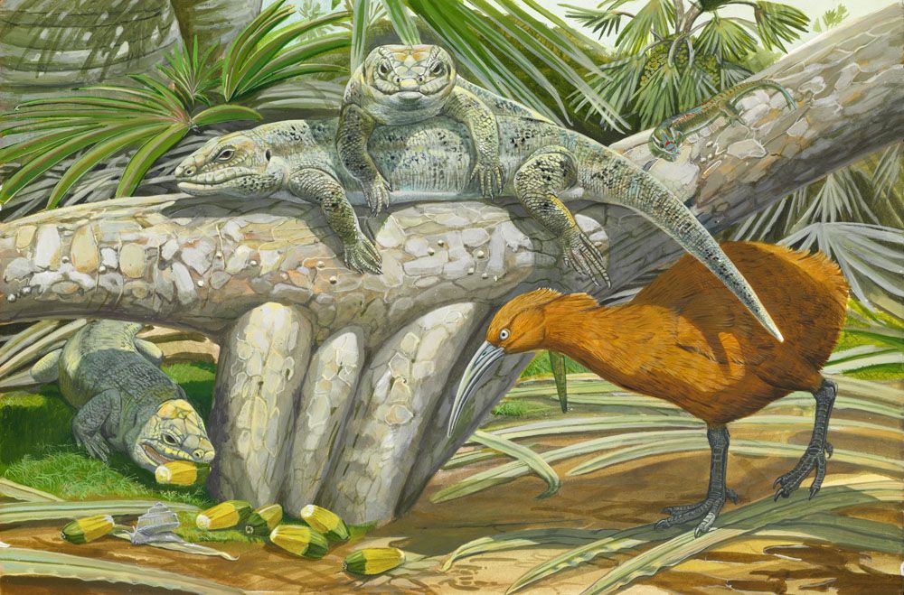 In Images: Wacky Animals That Lived on Mauritius | Live Science