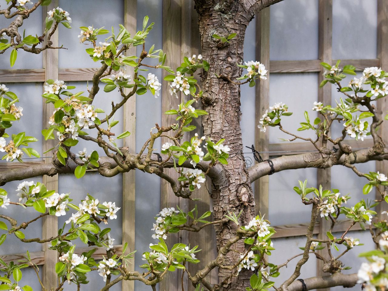 7 of the Best Trees to Espalier — and How to Grow Them | Livingetc
