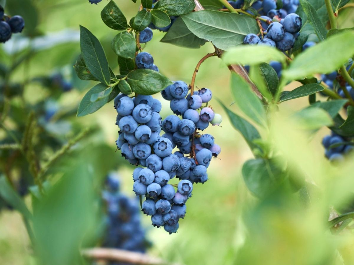 Blueberry pH Soil Level - Lowering Blueberry Soil pH | Gardening Know How