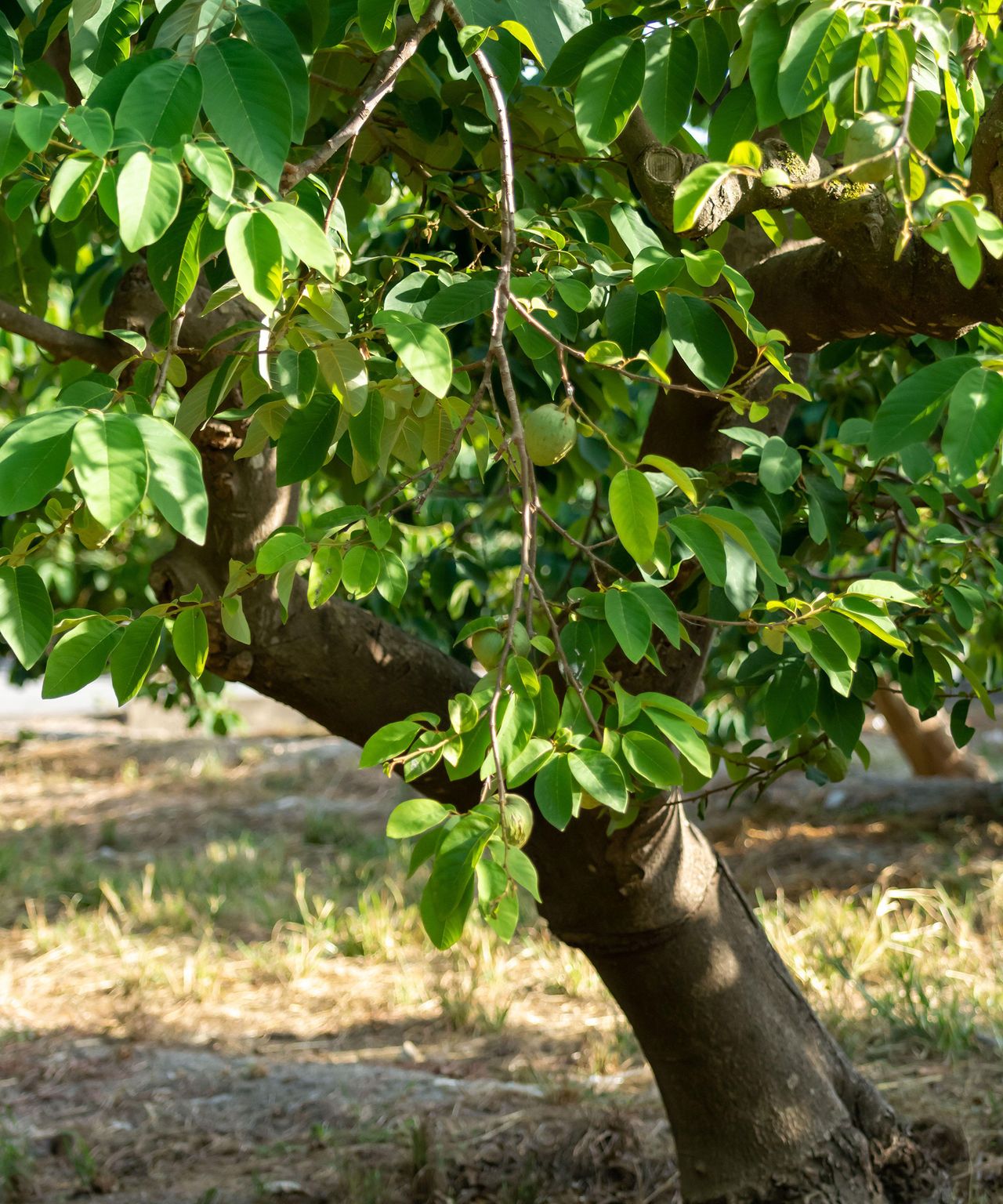 Cherimoya care and growing guide: how to grow custard apples | Homes ...