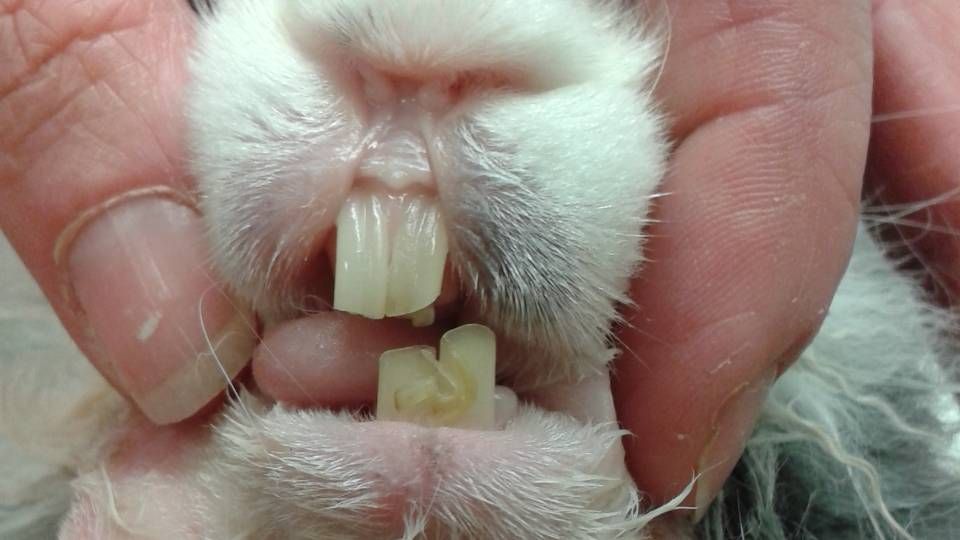 Do rabbits bite? Understanding why your bunny bites | PetsRadar