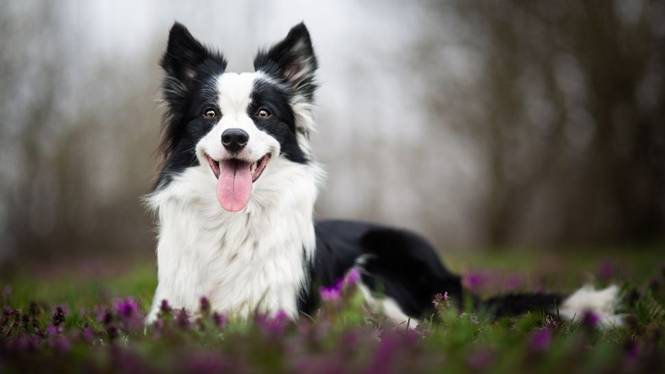 High-maintenance dog breeds: Is your dog a diva? | PetsRadar