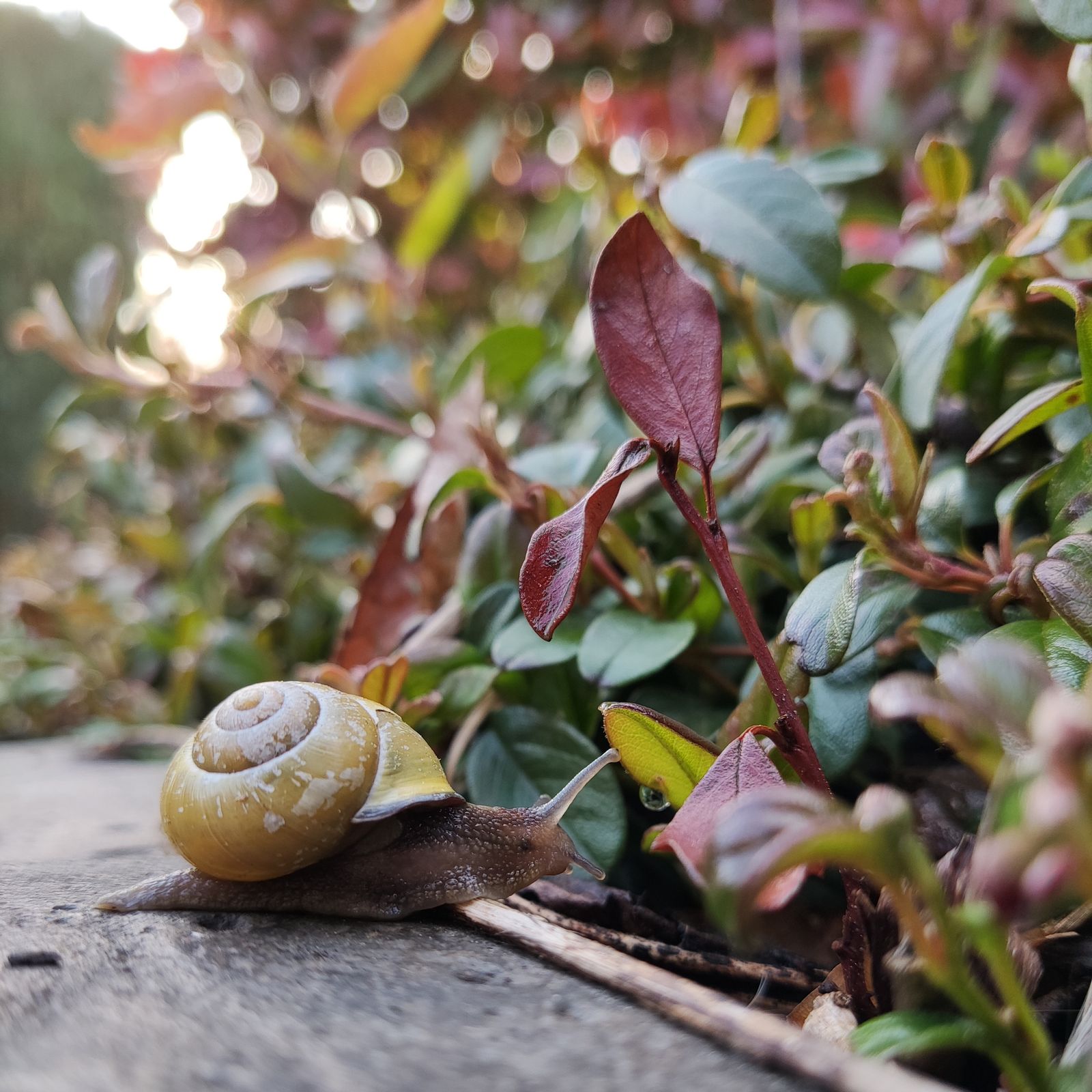 Mary Berry’s recipe for keeping slugs and snails at bay | Ideal Home