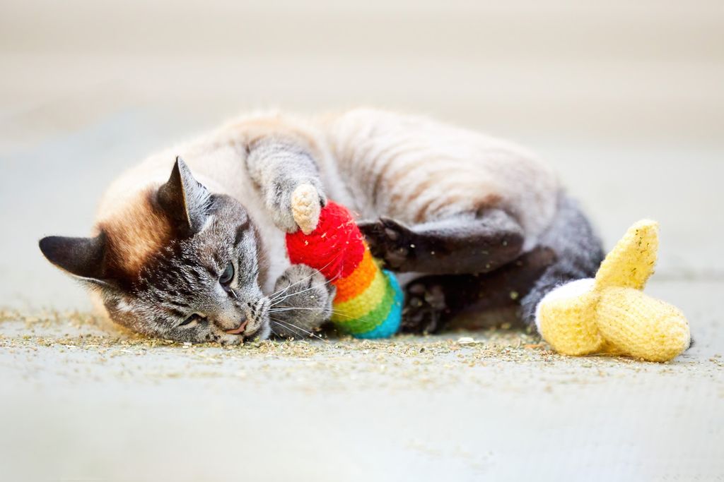 Does catnip get cats high? Our vet explains all | PetsRadar