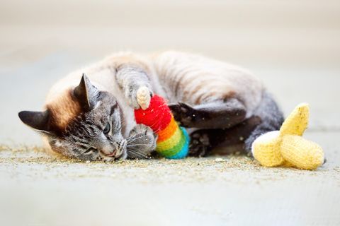 Does catnip get cats high? Our vet explains all | PetsRadar