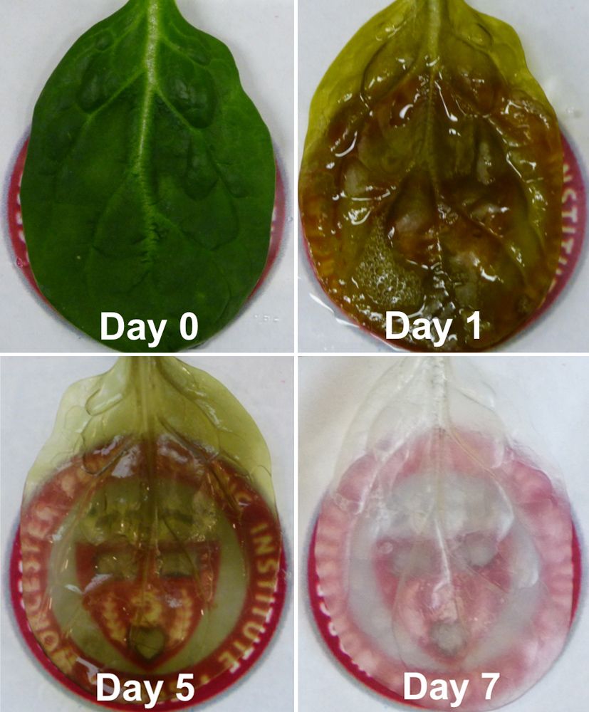 Beating Human Heart Tissue Grown from Spinach Leaves | Live Science