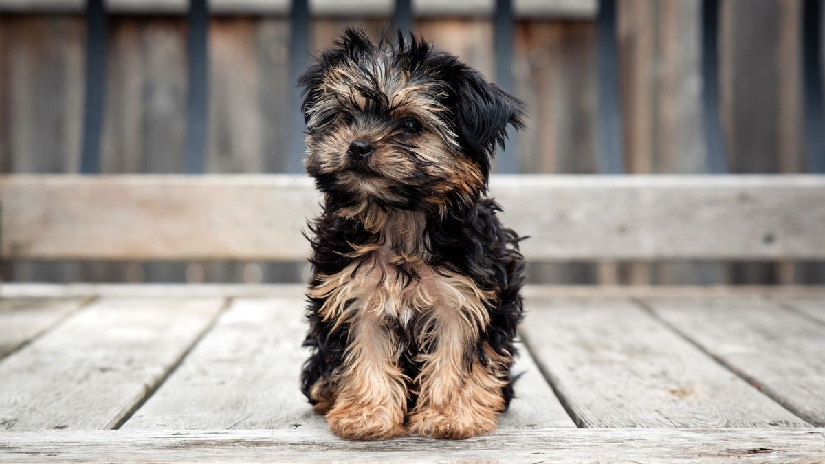 10 adorable teacup dog breeds with bags of personality | PetsRadar