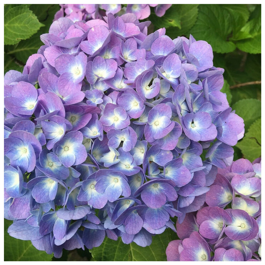 The Do's and Don'ts Of Growing Hydrangeas In Containers | Livingetc