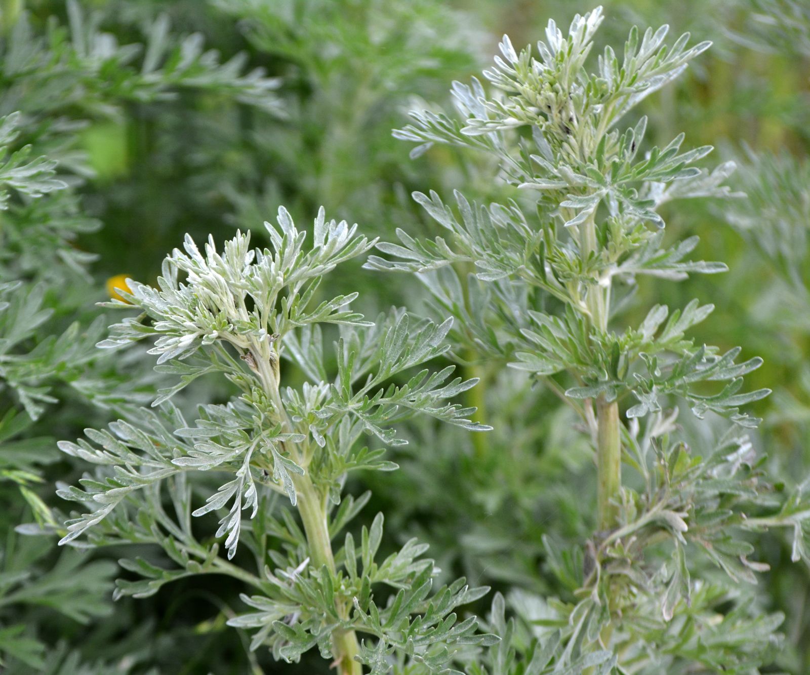 6 full sun ground cover plants: for sunny and dry yards | Homes and Gardens
