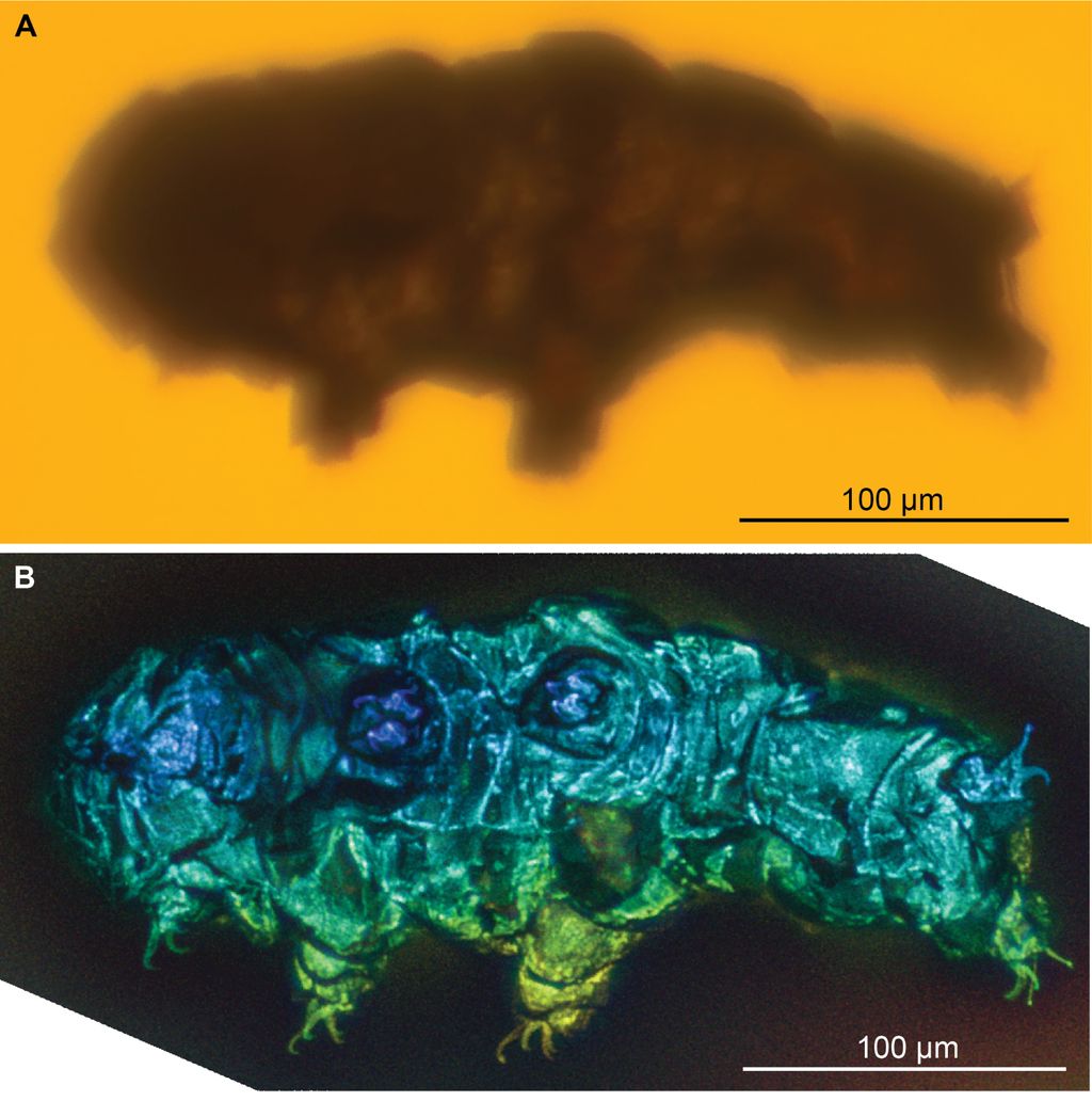 1st tardigrade fossils ever discovered hint at how they survived Earth ...