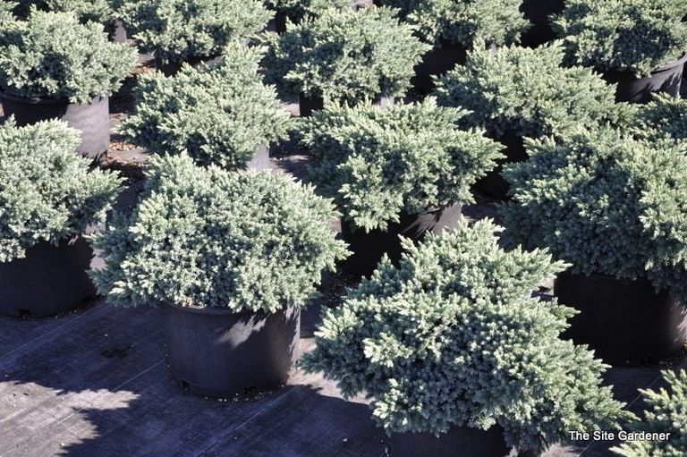 Blue Star Juniper Care: How To Grow A Blue Star Juniper Plant ...