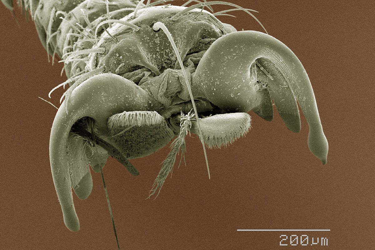 13 Extremely Weird Animal Feet: Page 2 | Live Science