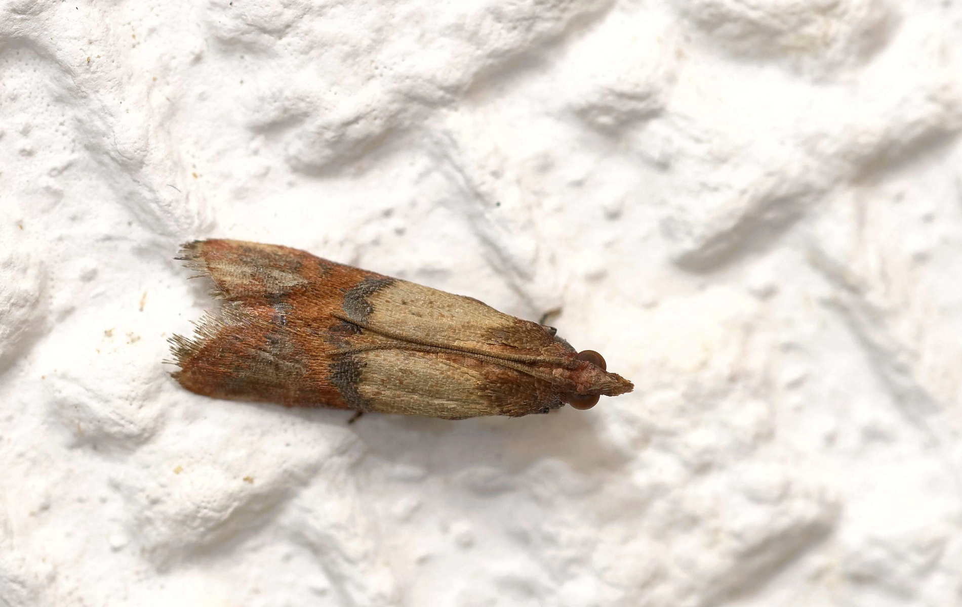 How to get rid of pantry moths: step-by-step guide | Homebuilding