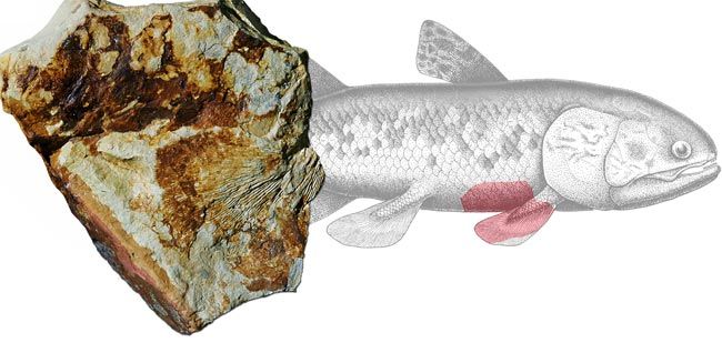 Rumor or Reality: The Creatures of Cryptozoology | Live Science