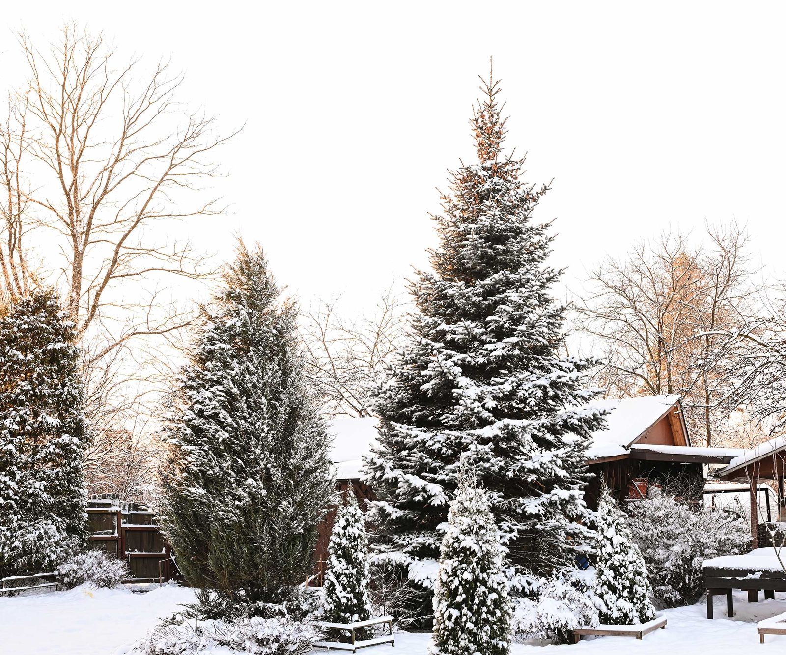 How to protect trees from winter weather: pro tips | Homes and Gardens