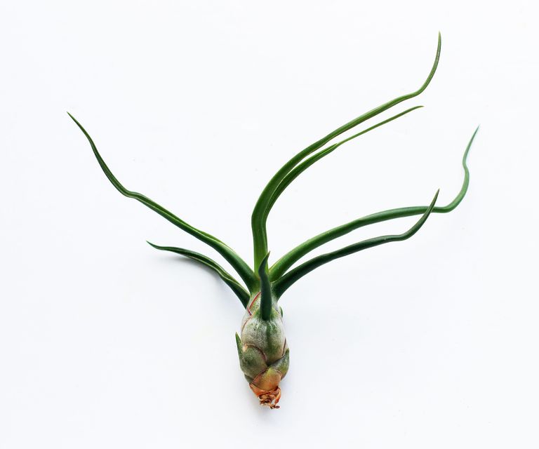 Types of air plants: 8 varieties and how to care for them | Homes and ...
