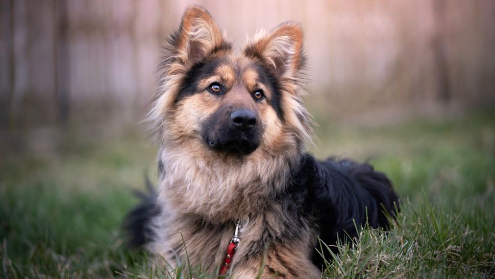 32 dog breeds for every zodiac sign | PetsRadar