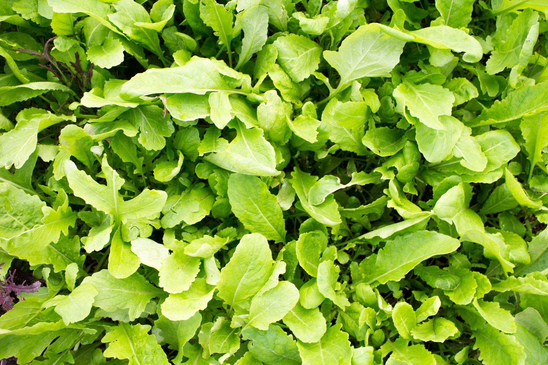 When to harvest arugula: an expert guide | Homes and Gardens