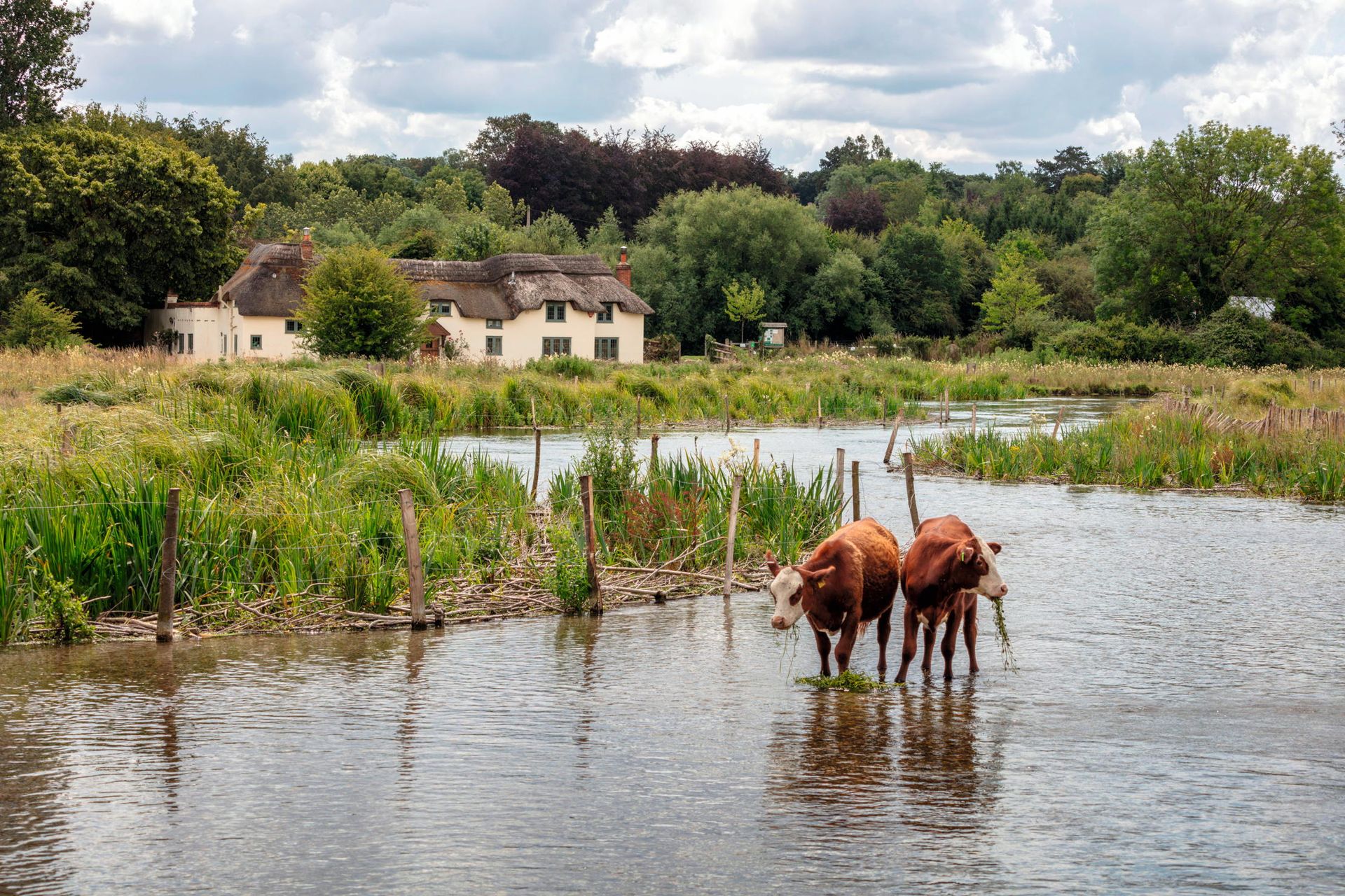 There are 200 chalkstreams in the world, almost all are in England, and ...