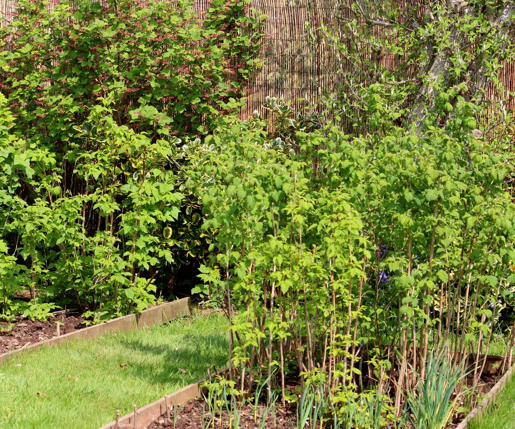 How to fertilize raspberries: for a great harvest | Homes and Gardens