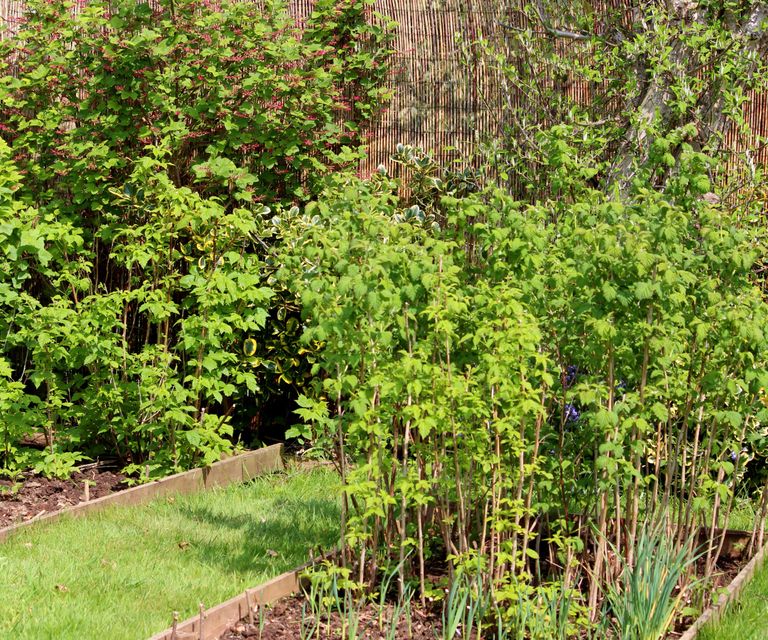 How to fertilize raspberries: for a great harvest | Homes and Gardens