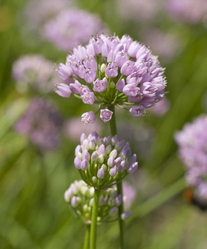 Types of alliums: 15 beautiful bulbs for your garden | Gardeningetc