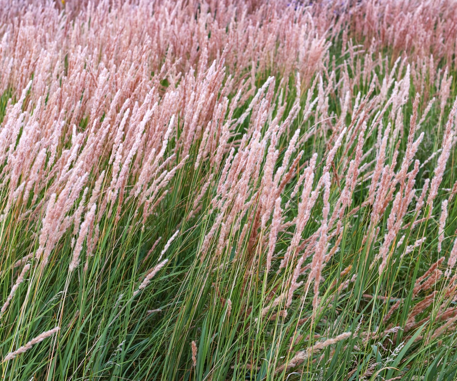 7 Ornamental Grasses For Gorgeous Texture & Soothing Sounds | Gardening ...