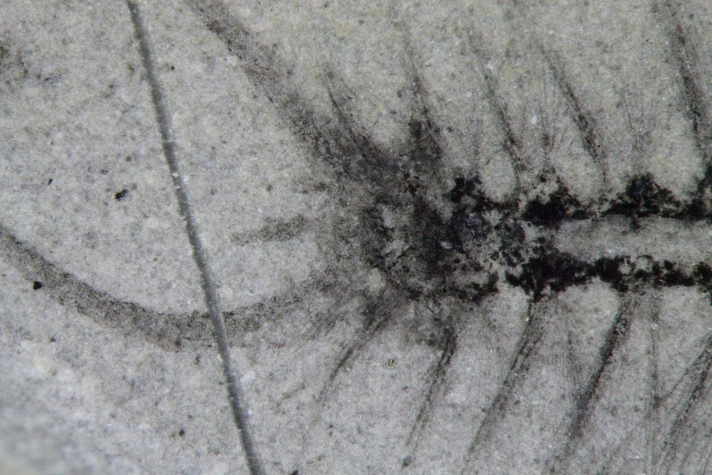 Photos: 508-Million-Year-Old Bristly Worm Looked Like a Kitchen Brush ...