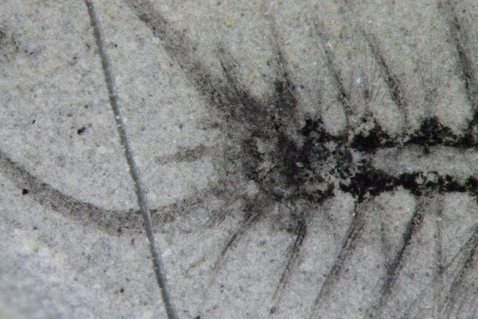 Photos: 508-Million-Year-Old Bristly Worm Looked Like a Kitchen Brush ...