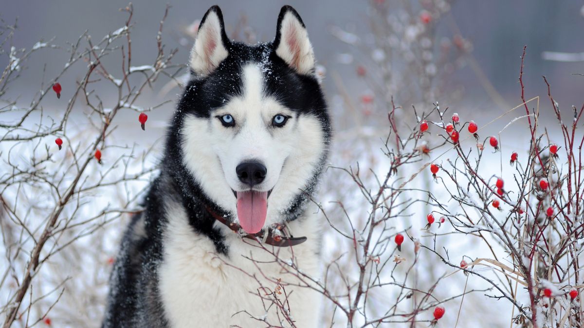 32 best dog breeds for cold climates | PetsRadar