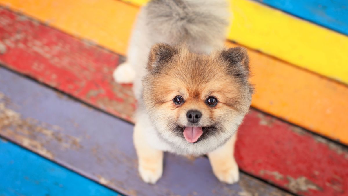 32 cutest dog breeds from around the world | PetsRadar