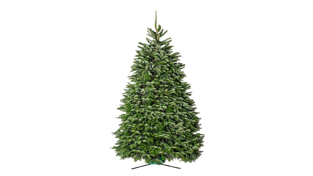 Types of Christmas Trees — 8 Common Varieties | Livingetc