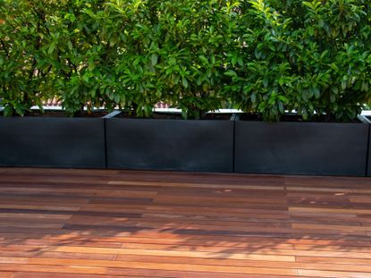 Best shrubs for privacy | Livingetc