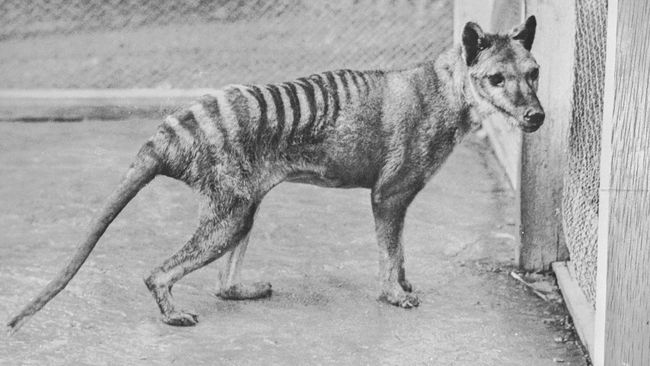 How many animal species have humans driven to extinction? | Live Science