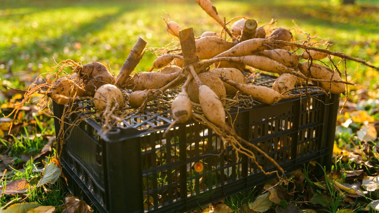 Overwintering Tender Bulbs: Do I Really Need to Dig Them Up ...