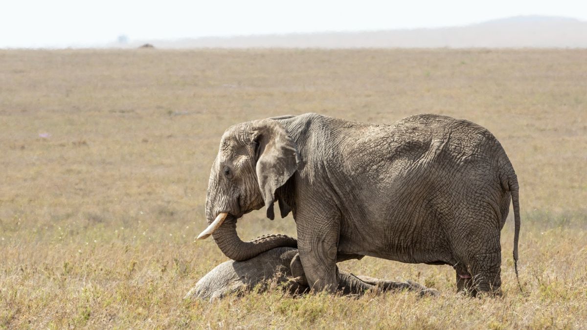Do animals grieve? | Live Science