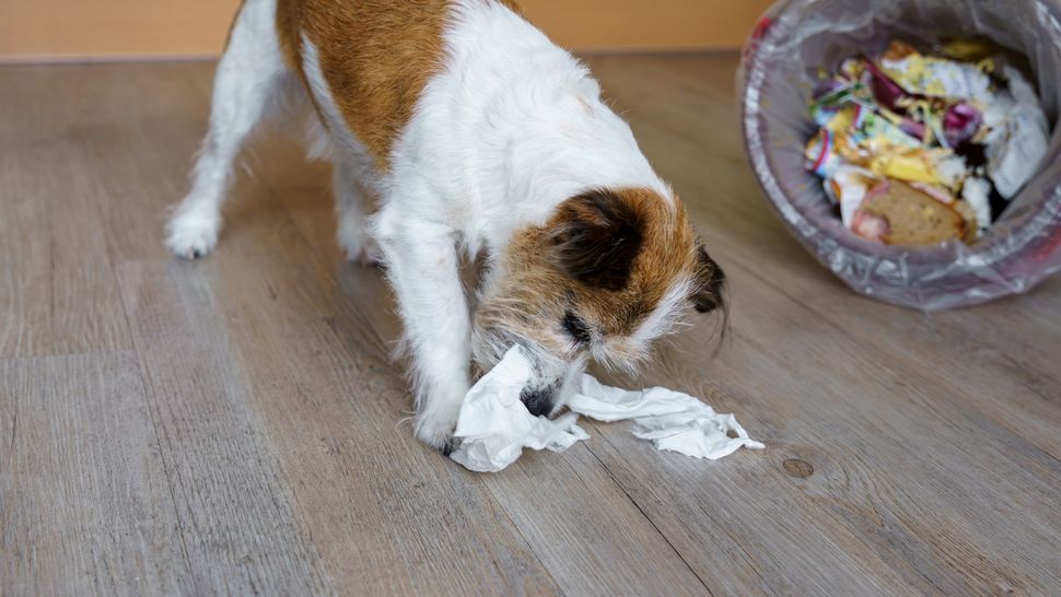 Pica in dogs: Vet’s guide to symptoms, causes and treatment | PetsRadar