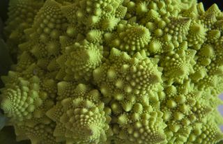 What Is the Fibonacci Sequence? | Live Science