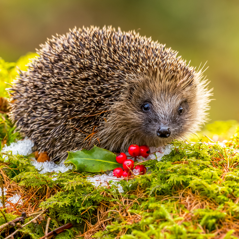 The one thing you need to do to protect hedgehogs this month | Ideal Home