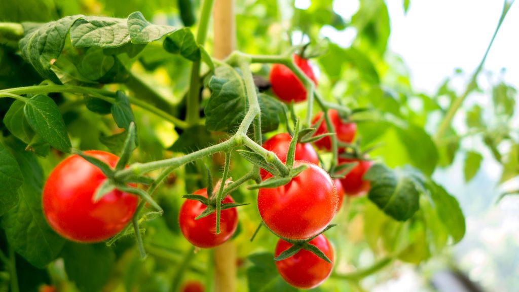 Indeterminate vs determinate tomatoes: the differences | Homes and Gardens