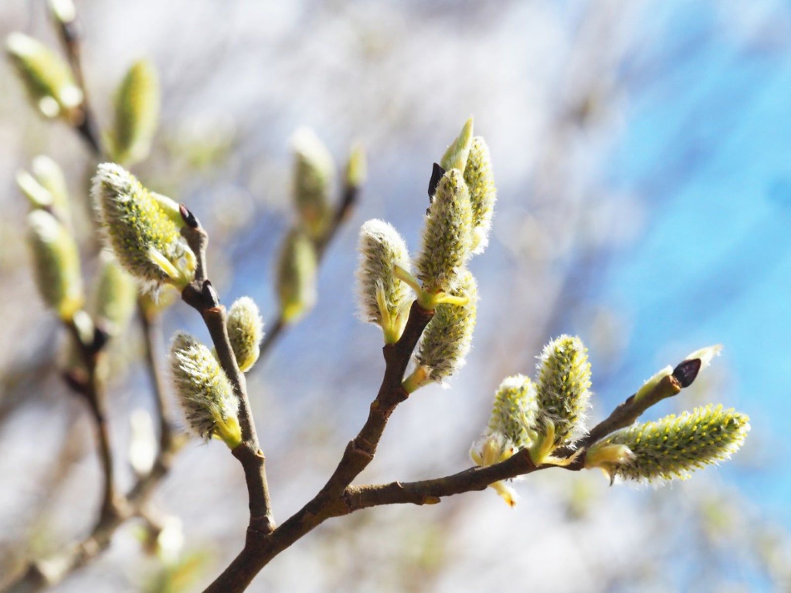 Signs A Plant Is Dormant: How To Tell If Plants Are Dormant In The ...