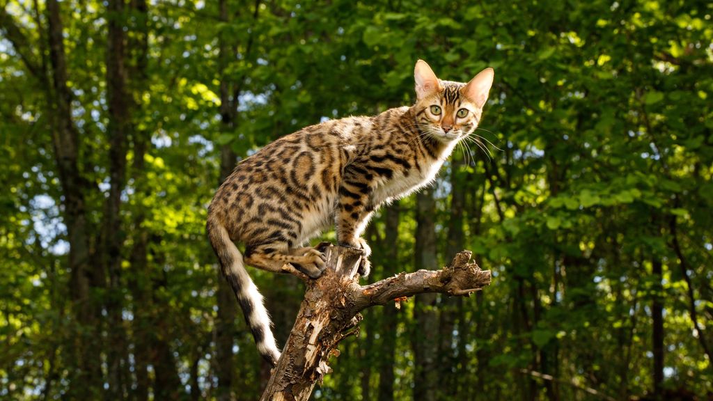 32 cat breeds that prefer being outdoors | PetsRadar