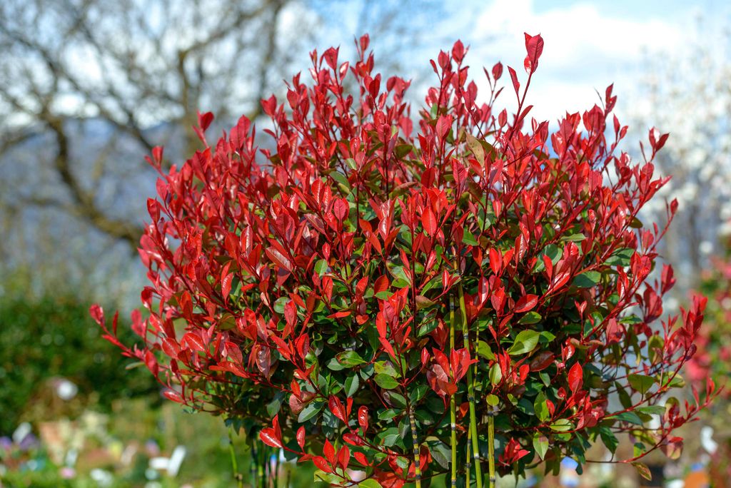 Plants for fall color: 5 top picks for your borders