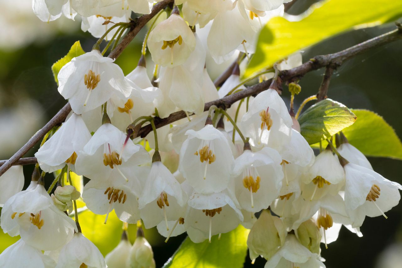 Best flowering trees: 8 beautiful varieties to add color and interest ...