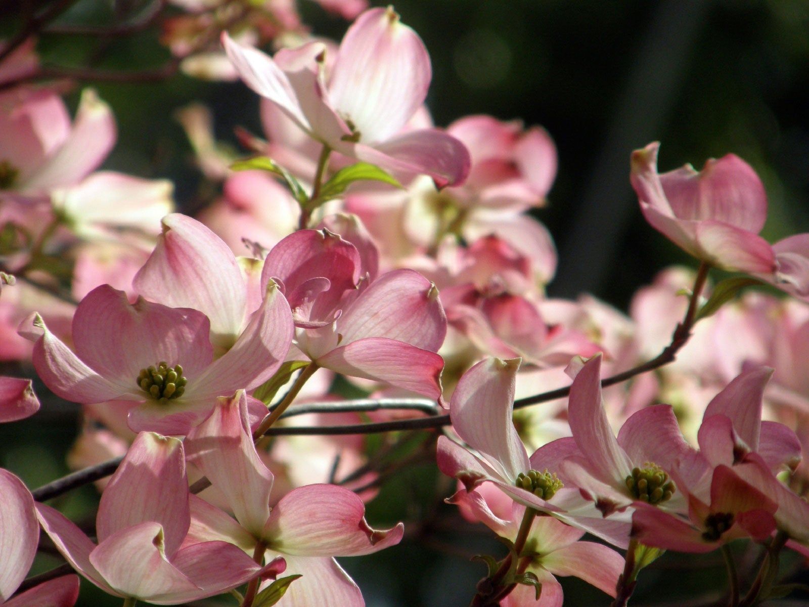 Dogwood Varieties - Learn About Different Kinds Of Dogwood Trees ...