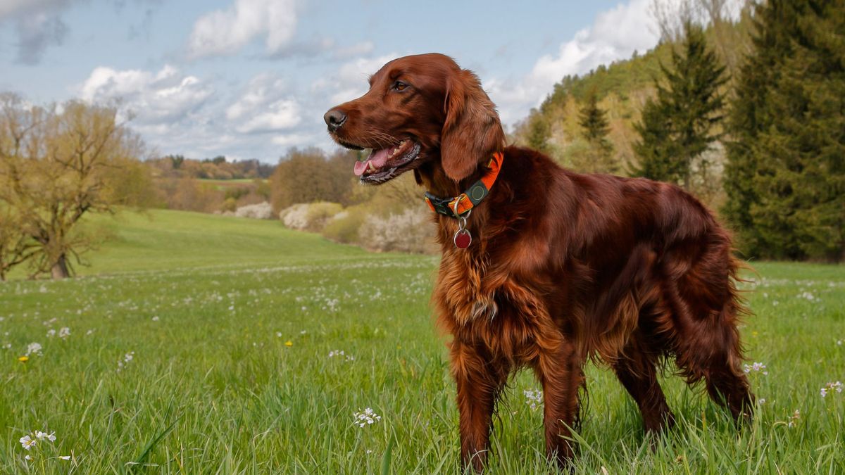 21 types of large breed dogs | PetsRadar