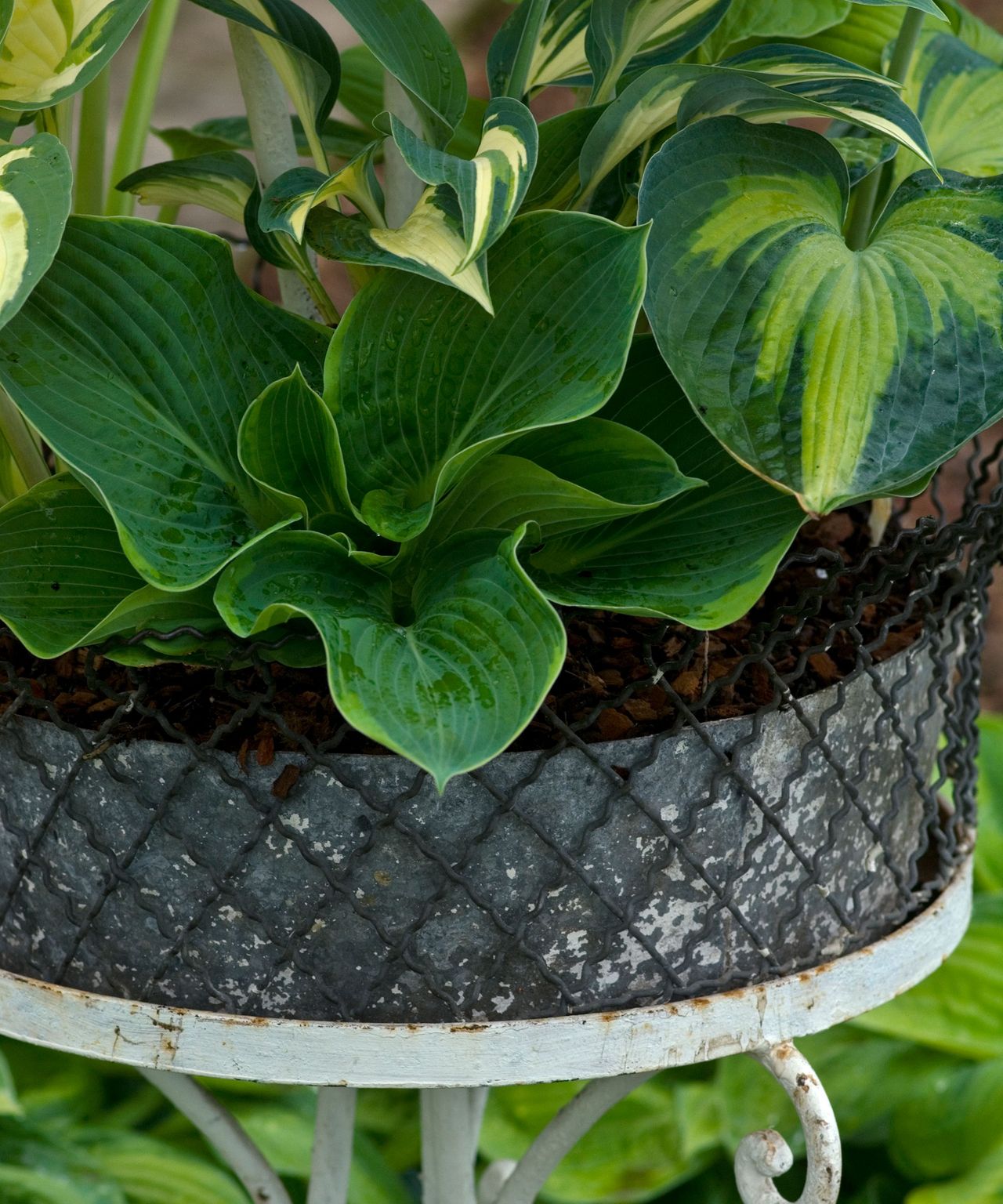 How and when to fertilize hostas for stunning plants | Homes and Gardens
