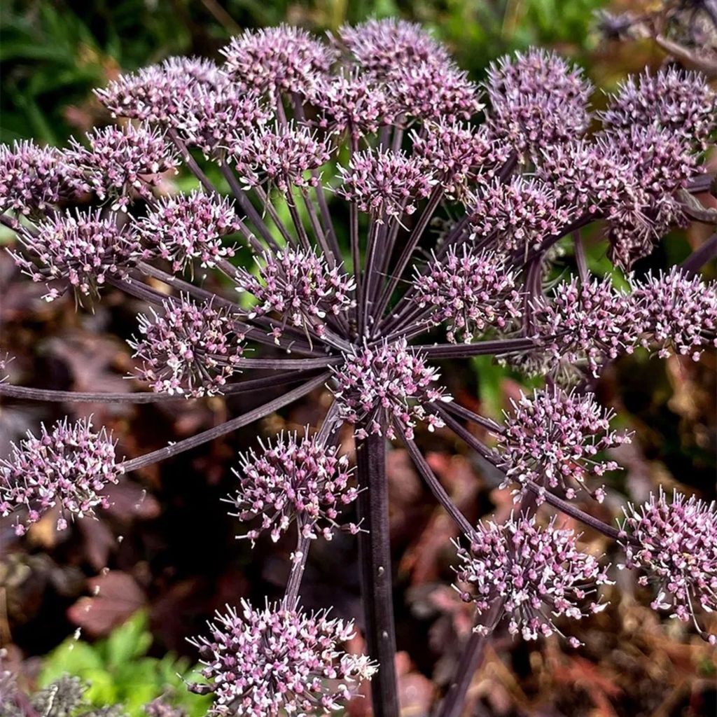 What is a biennial plant? An expert guide to biennials | Ideal Home
