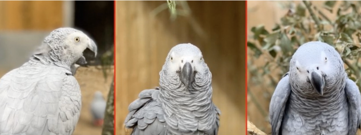 These foul-mouthed parrots had to be separated after cursing at ...
