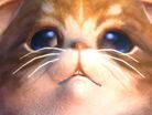TERA - 31 reasons the Popori are the best race in the entire game ...